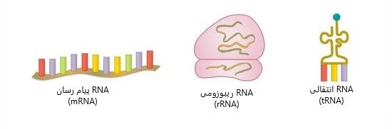 RNA چیست؟ (آشنایی با 3 نقش اصلی آن در سلول ها)